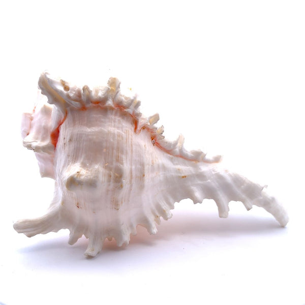 Original Suryamukhi Shank Conch Vishnu Shankha 140x100mm Shell – JEWELNJOY